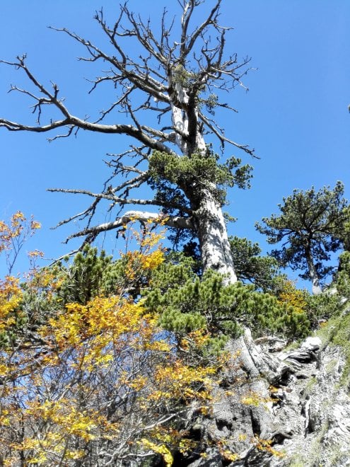 Rekordziści – Drewno z przymrużeniem oka
